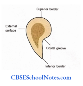 Bones Of The Thoracic Region Notes - CBSE School Notes