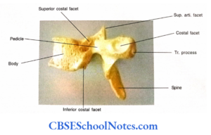 Bones Of The Thoracic Region Notes - CBSE School Notes