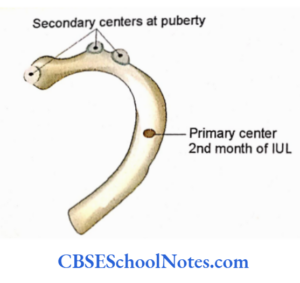 Bones Of The Thoracic Region Notes - CBSE School Notes