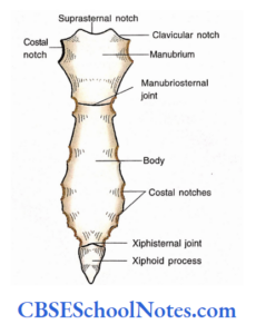 Bones Of The Thoracic Region Notes - CBSE School Notes