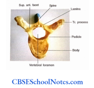 Bones Of The Thoracic Region Notes - CBSE School Notes