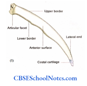 Bones Of The Thoracic Region Notes - CBSE School Notes