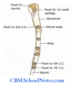 Bones Of The Thoracic Region Notes - CBSE School Notes