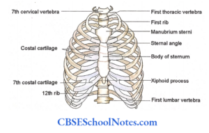 Bones Of The Thoracic Region Notes - CBSE School Notes