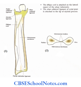 Bones Of The Upper Limb Notes - CBSE School Notes