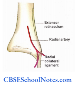 Bones Of The Upper Limb Notes - CBSE School Notes