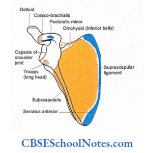 Bones Of The Upper Limb Notes - CBSE School Notes
