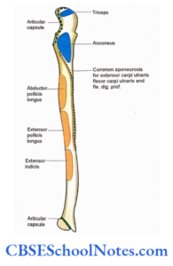 Bones Of The Upper Limb Notes - CBSE School Notes