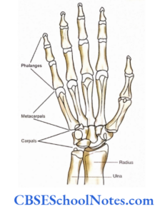 Bones Of The Upper Limb Notes - CBSE School Notes
