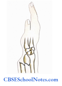 Bones Of The Upper Limb Notes - CBSE School Notes