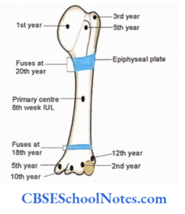 Bones Of The Upper Limb Notes - CBSE School Notes