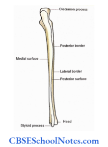Bones Of The Upper Limb Notes - CBSE School Notes