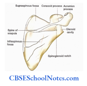 Bones Of The Upper Limb Notes - CBSE School Notes