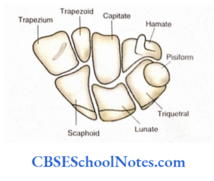 Bones Of The Upper Limb Notes - CBSE School Notes