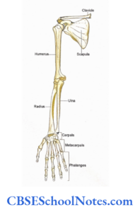Bones Of The Upper Limb Notes - CBSE School Notes