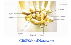 Bones Of The Upper Limb Notes - CBSE School Notes