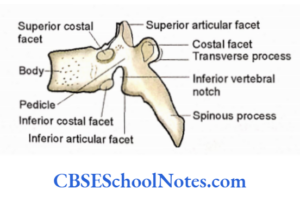 Bones Of The Vertebral Column Notes - CBSE School Notes