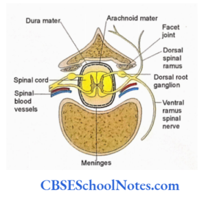 Bones Of The Vertebral Column Notes - CBSE School Notes