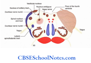 Medulla Oblongata Anatomy Notes - CBSE School Notes