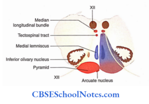 Medulla Oblongata Anatomy Notes - CBSE School Notes