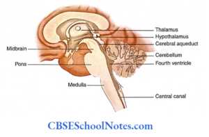 Medulla Oblongata Anatomy Notes - CBSE School Notes