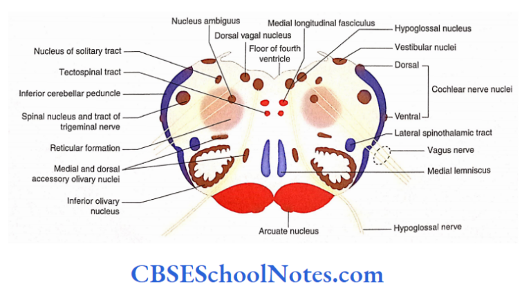 Medulla Oblongata Anatomy Notes - CBSE School Notes