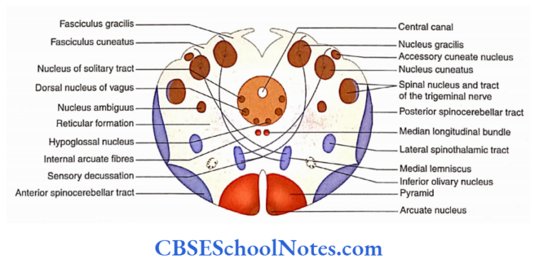 Medulla Oblongata Anatomy Notes - CBSE School Notes