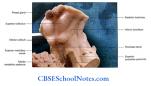 Brainstem Midbrain Notes - CBSE School Notes