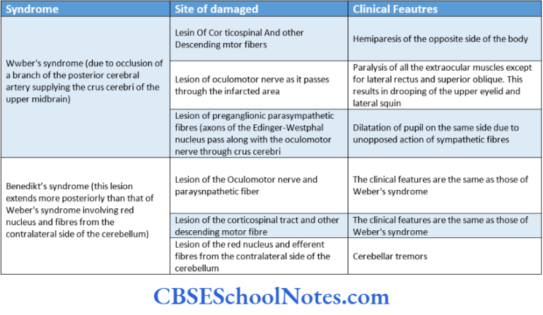 Brainstem Midbrain Notes - CBSE School Notes