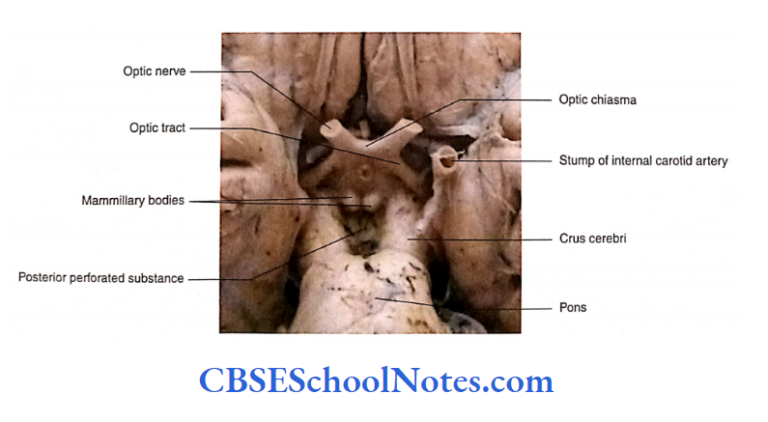 Brainstem Midbrain Notes - CBSE School Notes