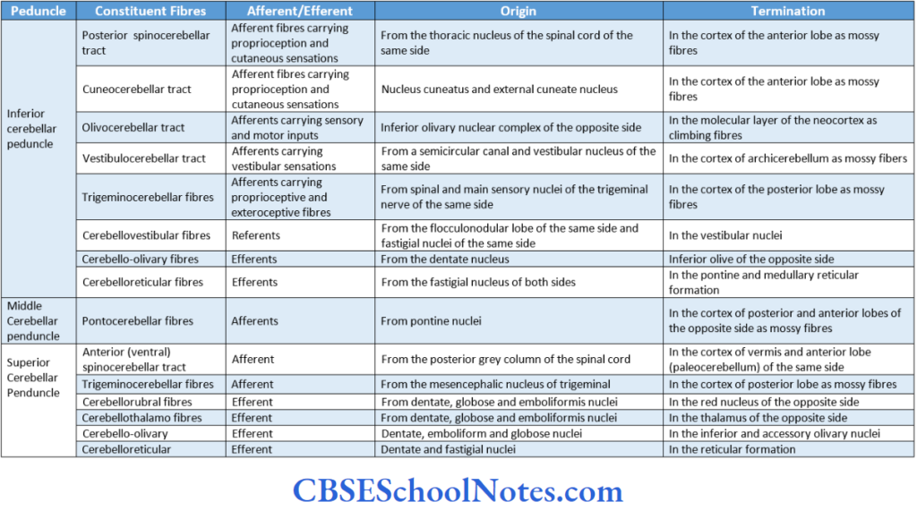 Cerebellum Anatomy Notes - CBSE School Notes