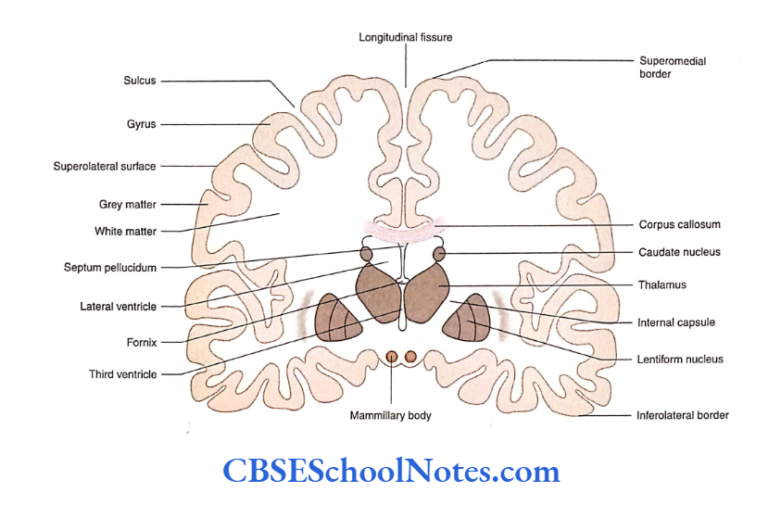 Cerebral Hemispheres Lobes Notes - CBSE School Notes