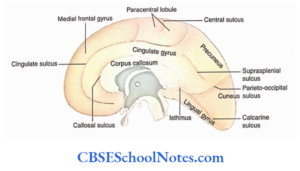 Cerebral Hemispheres Lobes Notes - CBSE School Notes