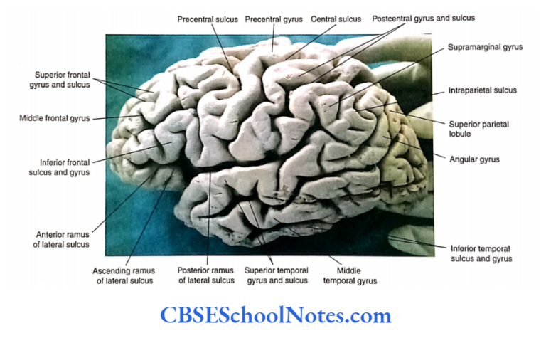 Cerebral Hemispheres Lobes Notes - CBSE School Notes