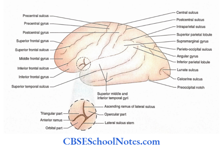Cerebral Hemispheres Lobes Notes - CBSE School Notes