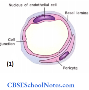 Circulatory System: Anatomy and Function Notes - CBSE School Notes