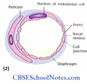 Circulatory System: Anatomy and Function Notes - CBSE School Notes