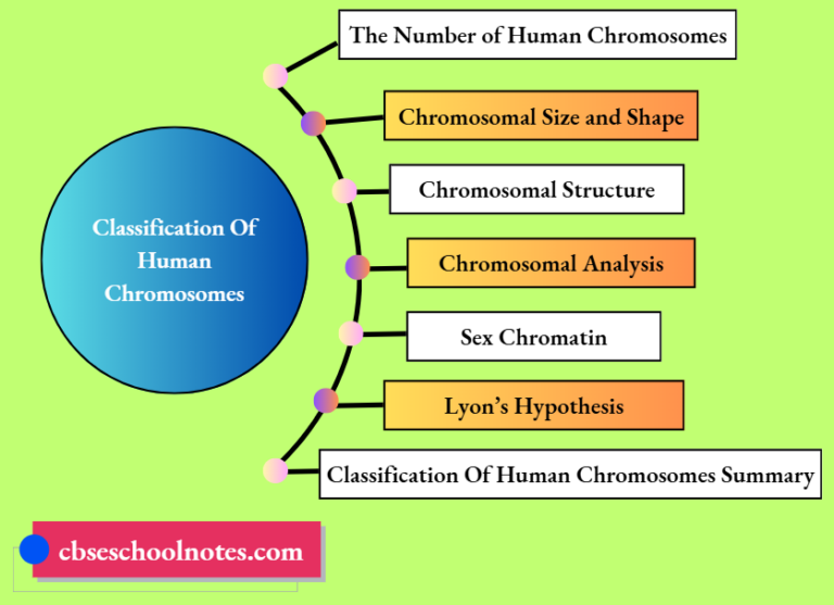 Classification Of Human Chromosomes Notes - CBSE School Notes
