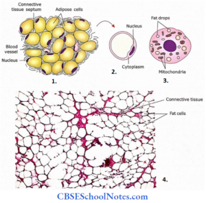 Types of Connective Tissue Proper Notes - CBSE School Notes