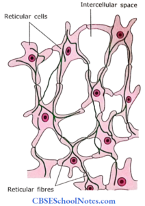 Types of Connective Tissue Proper Notes - CBSE School Notes