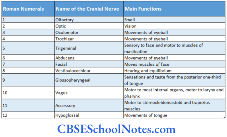 Cranial Nerves Nuclei Anatomy Notes - CBSE School Notes