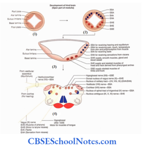 Cranial Nerves Nuclei Anatomy Notes - CBSE School Notes