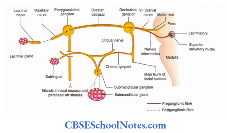 Cranial Nerves Nuclei Anatomy Notes - CBSE School Notes