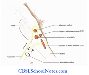 Cranial Nerves Nuclei Anatomy Notes - CBSE School Notes