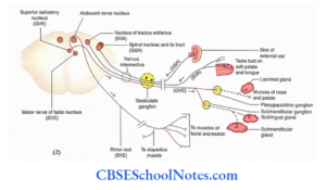Cranial Nerves Nuclei Anatomy Notes - CBSE School Notes