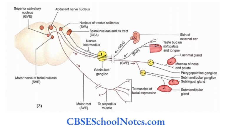 Cranial Nerves Nuclei Anatomy Notes - CBSE School Notes