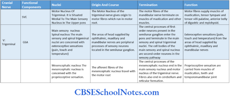 Cranial Nerves Nuclei Anatomy Notes - CBSE School Notes