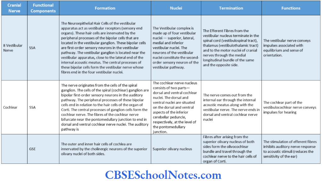 Cranial Nerves Nuclei Anatomy Notes - CBSE School Notes