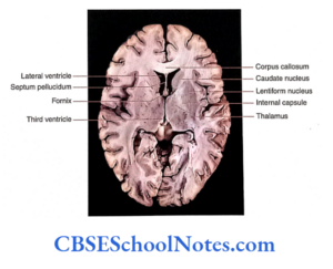Thalamus, Metathalamus And Epithalamus Notes - CBSE School Notes
