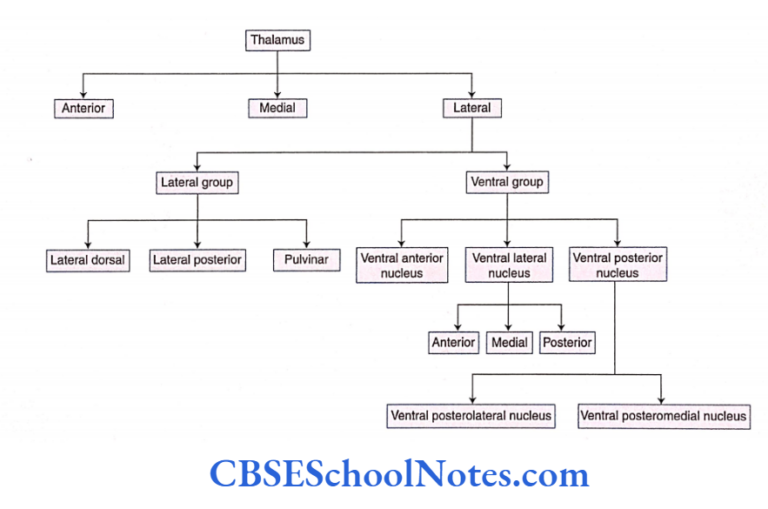 Thalamus, Metathalamus And Epithalamus Notes - CBSE School Notes